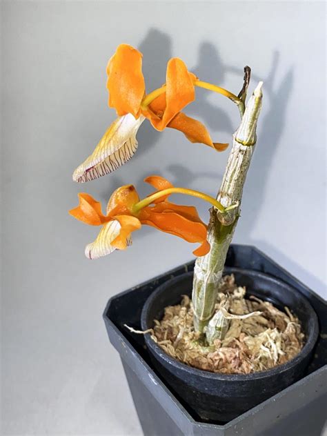 Dendrobium Unicum New World Orchids