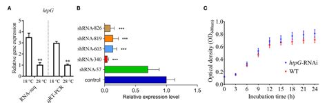 Figure 1 From Dual Rna Seq Unveils Pseudomonas Plecoglossicida Htpg Gene Functions During Host
