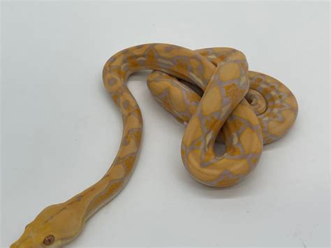 Lavender Reticulated Python By Dna Slithers And Critters