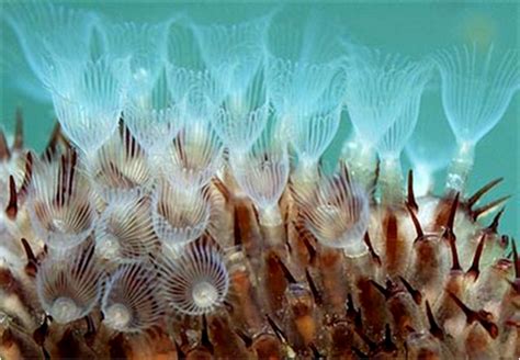 Protostomes And Deuterostomes Flashcards Quizlet