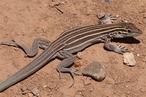 Barriga De Lagarto Rabo De Chicote
