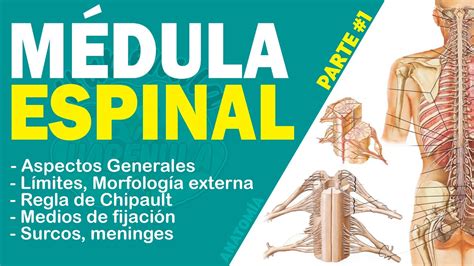 MÉdula Espinal Parte 1 AnatomÍa Youtube