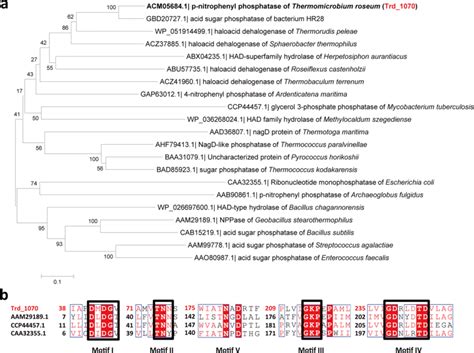 Bioinformatics Analysis Of Trd 1070 A Neighbor Joining Phylogenetic Download Scientific