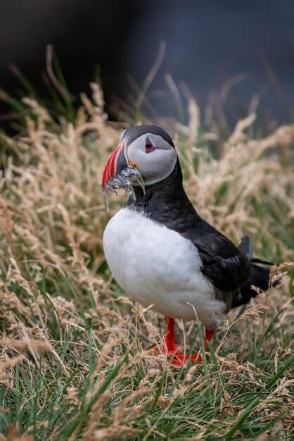 Premium Photo Puffin Perching On Field