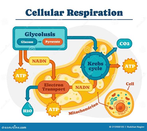 Vector Diagram Of Cellular Respiration Stock Vector Illustration Of Education Research 315908105