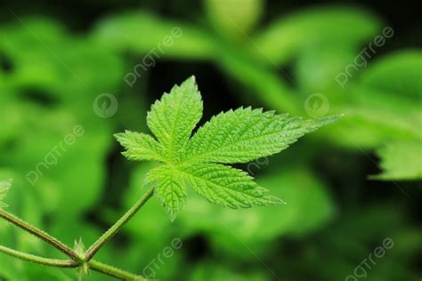 풀밭 의 푸 른 잎 배경 일러스트 풀밭 의 푸 른 잎 사진 및 배경 화면 무료 다운로드 Pngtree