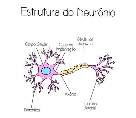 Estrutura Do Neurônio Sistema Nervoso 🧠 Neurônio Estrutura Do Neuronio Corpo Celular
