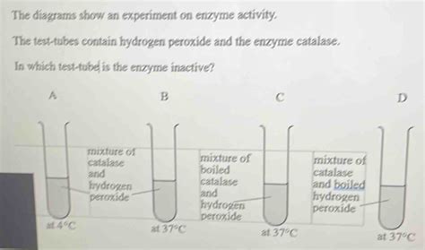 Solved The Diagrams Show An Experiment On Enzyme Activity The Test Tubes Contain Hydrogen