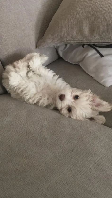 Lazy Lilly Scrolller