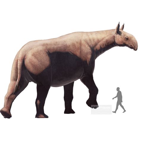 Paraceratherium Prehistoric Wiki Fandom