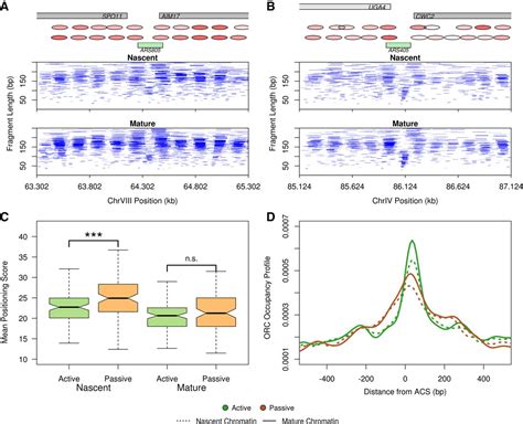 Nascent Chromatin Occupancy Profiling Reveals Locus And Factor Specific Chromatin Maturation