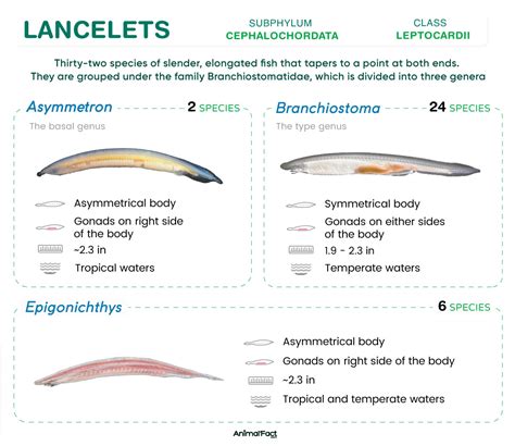 Lancelet