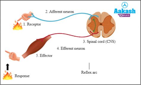 Reflex Action Definition Types And Parts Of The Reflex Arc Aesl