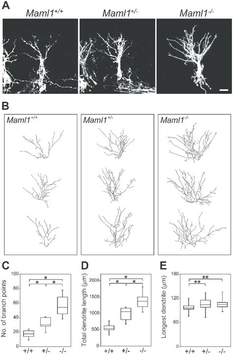 Dendritic Complexity Of Mcs At E185 A B Representative Images A