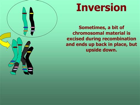 Ppt Types Of Cell Division Mitosis Body Cell Replication Meiosis Sex Cell Replication