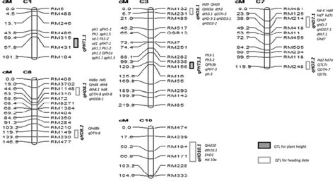 Molecular Genetic Maps Of Qtl Controlling Plant Height And Heading Date Download Scientific