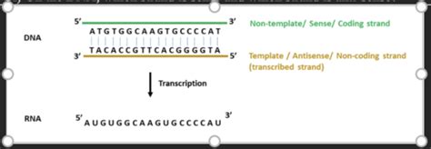 Final Exam Flashcards Quizlet