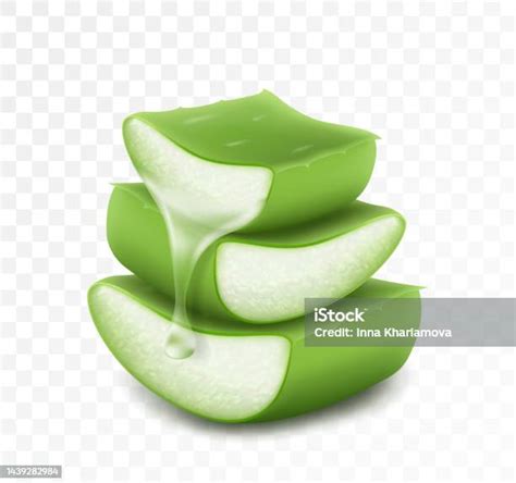 알로에 베라 식물의 에센스가 줄기에서 떨어집니다 알로에 베라 콜라겐 세럼 스킨 케어 코스메틱 투명한 배경에 격리된 현실적인 3d 벡터 그림 알로에베라에 대한 스톡 벡터 아트