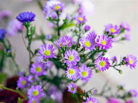 Marginpars Asters Combine With Bark In Avant Garde Designs