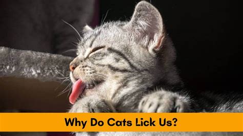 5 Reasons Why Do Cats Lick Us 2025