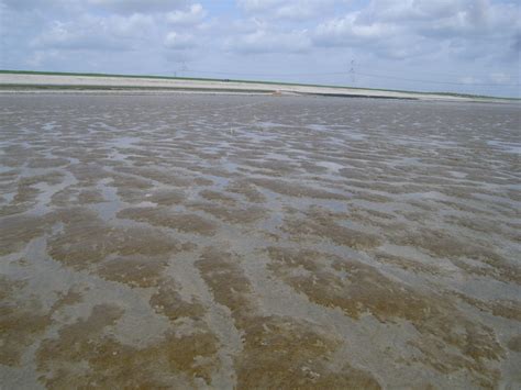 Spatial Self‐organization On Intertidal Mudflats Through Biophysical Stress Divergence The