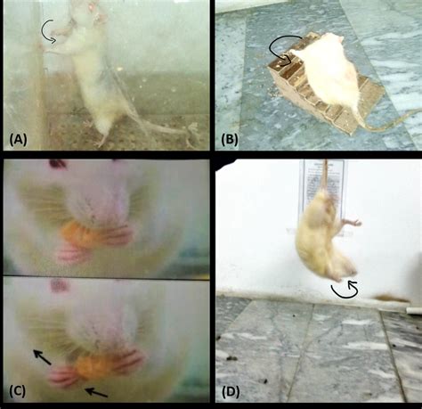 Behavioural Modulation Of Rats All Four Tests Entitled A Cylinder Download Scientific