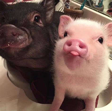 Pink Blip Black Needs A Boop Scrolller