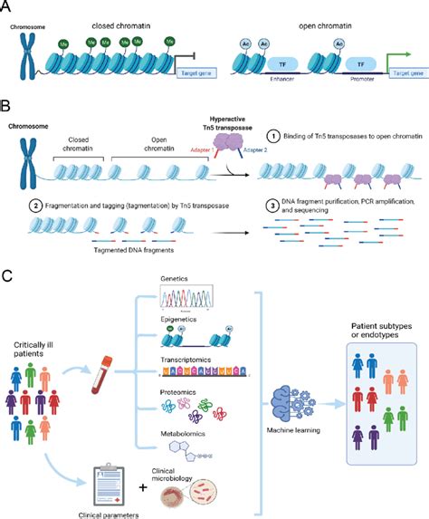 Chromatin Accessibility Sequencing And Multi Scale Modelling In