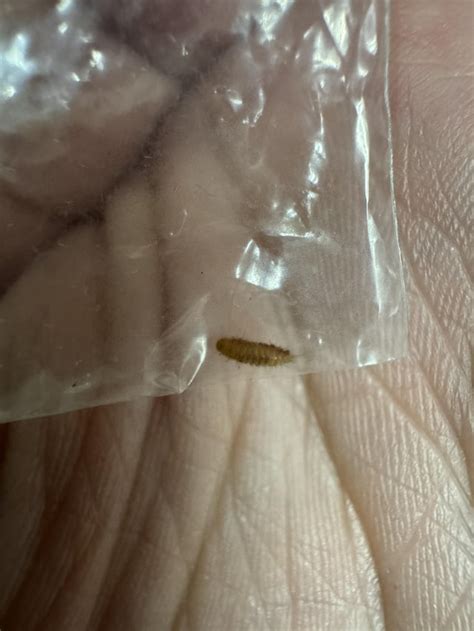 Small Midge Like Bug Rwhatisthisbug