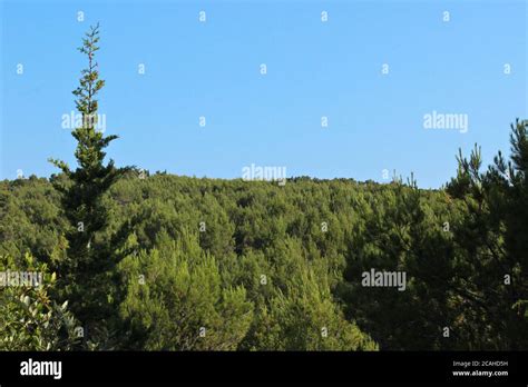 Forest Treeline Hi Res Stock Photography And Images Alamy