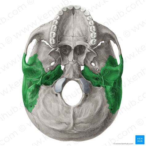 Temporal Bone Anatomy Parts Sutures And Foramina Kenhub