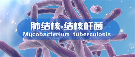 【感染专题】结核病——结核分枝杆菌 知乎