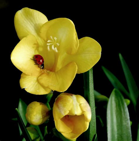 Freesia And Ladybug Rflowers