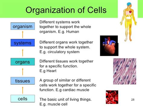 Organization Of The Cell