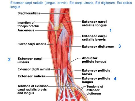 Extensor Carpi Radialis Longus And Brevis Origin Insertion Nerve Supply And Action How To Relief