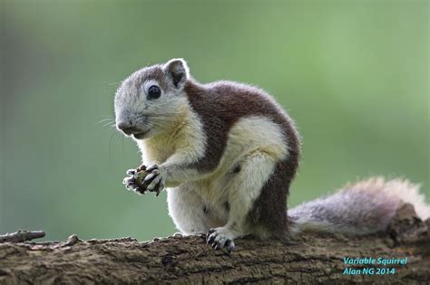 Variable Squirrel Cute Squirrel Cute Animal Videos Squirrel Pictures