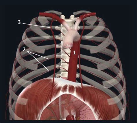 Vascular Day 2 Thoracic Pelvic Lower Limb Flashcards Quizlet