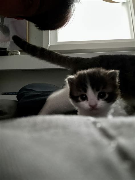 귀여운아기고양이 Dogdripnet 개드립