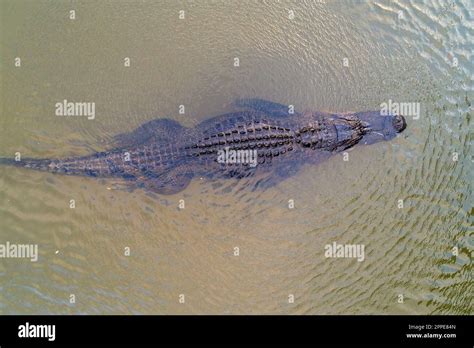 Alligator Mating Hi Res Stock Photography And Images Alamy