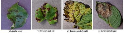 Sample Images Of The Dataset Download Scientific Diagram