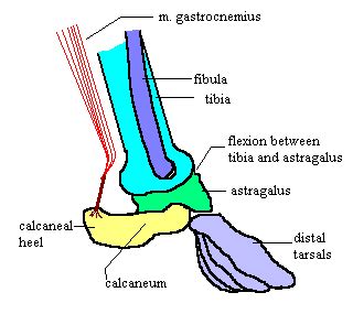 Crurotarsal Wikipedia