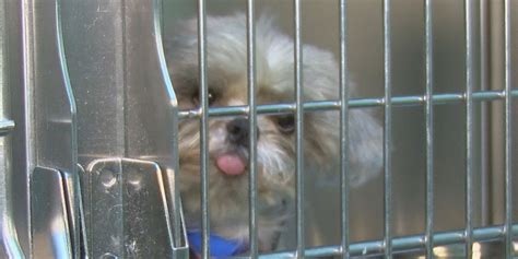Shih Tzus rescued from Crystal Springs puppy mill are ready for adoption