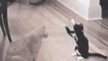 Ninja Cat 