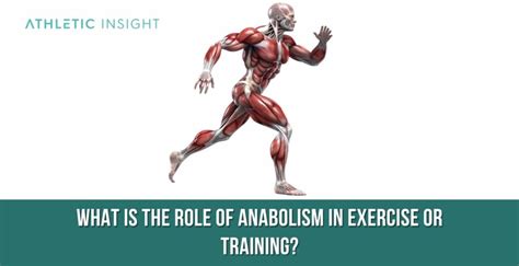 Anabolism Definition How It Works Importance Stages And Effects Athletic Insight