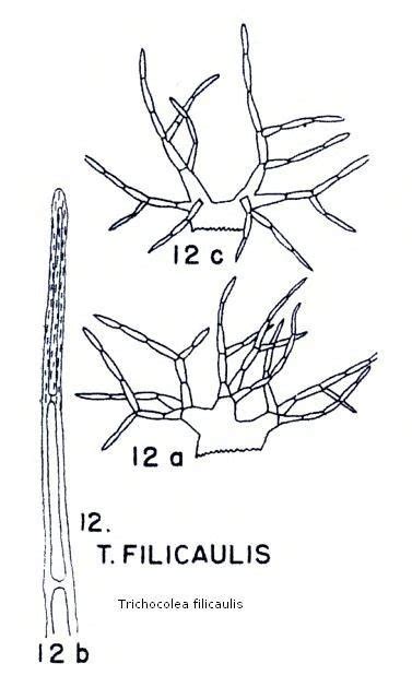 Flora De Puerto Rico Ilustrada Papo Vives HepÁtica Trichocolea Y Clave