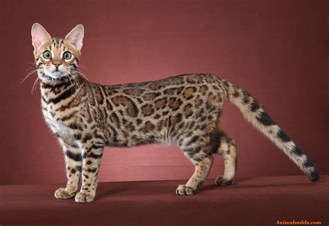 Bengal Cat Facts Pictures Information Rescue Temperament