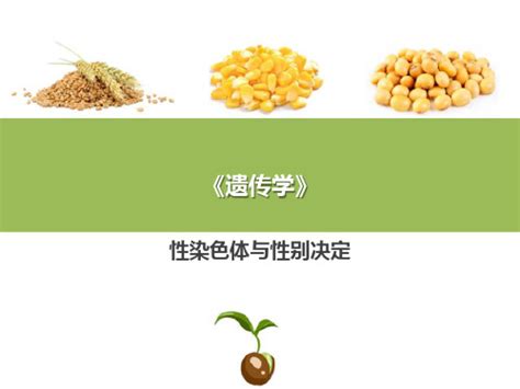 性别决定与性连锁遗传57页ppt 文档之家