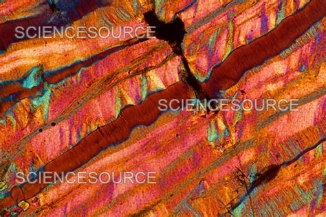 Photograph Serpentinized Peridotite Lm Science Source Images