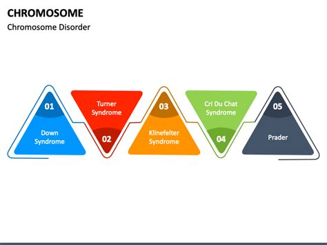 Chromosome PowerPoint And Google Slides Template PPT Slides