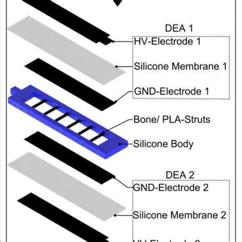 Bioinspired Soft Robotic Structure With An Antagonistically Working